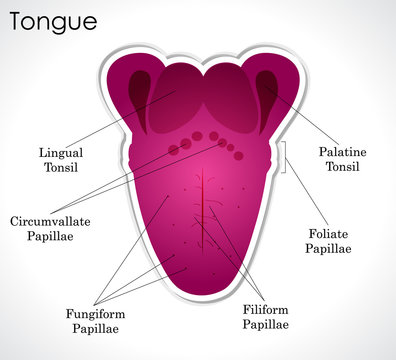 Lingual Tonsil Diagram