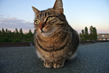 Foto, immagini, grafica, vettoriali e video esenti da royalty per ...