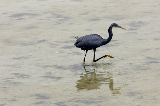 Bagula Bilder – Durchsuchen 71 Archivfotos, Vektorgrafiken und Videos ...