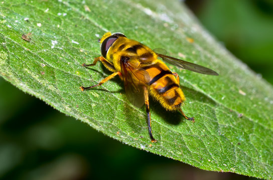 Sirfide Images – Browse 126 Stock Photos, Vectors, and Video | Adobe Stock