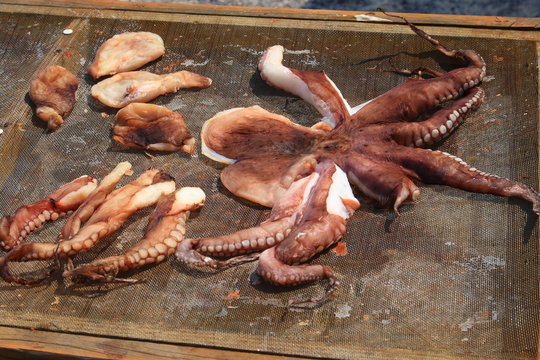 รูปภาพCefalopode – เลือกดูภาพถ่ายสต็อก เวกเตอร์ และวิดีโอ171 | Adobe Stock