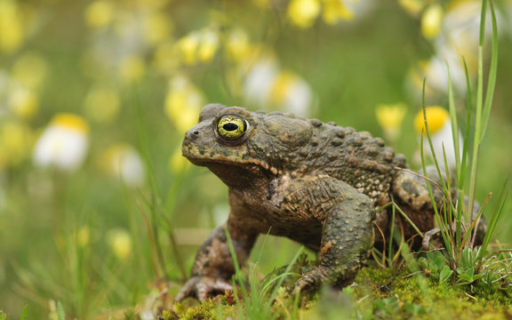รูปภาพ"Sapo – เลือกดูภาพถ่ายสต็อก เวกเตอร์ และวิดีโอ2,611 | Adobe Stock