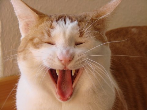 Katze Lachen