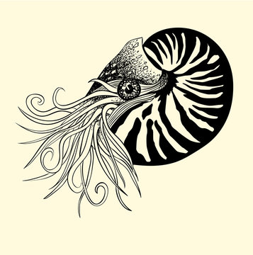 Chambered Nautilus Tattoo