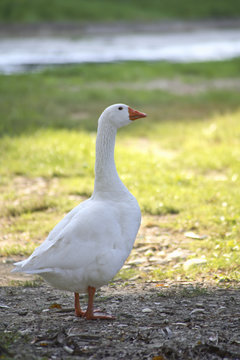 รูปภาพOche – เลือกดูภาพถ่ายสต็อก เวกเตอร์ และวิดีโอ1,225 | Adobe Stock