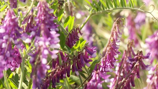 Wicken Images – Browse 602 Stock Photos, Vectors, and Video | Adobe Stock