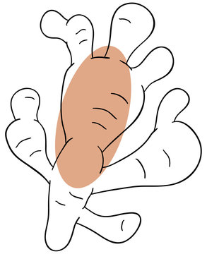 Ginger Root Cartoon Images – Browse 33,473 Stock Photos, Vectors, and ...