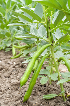 รูปภาพBacello – เลือกดูภาพถ่ายสต็อก เวกเตอร์ และวิดีโอ249 | Adobe Stock