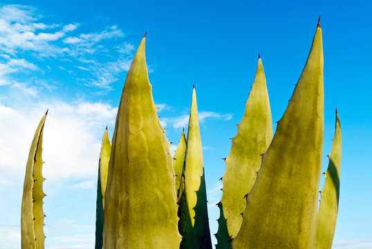 รูปภาพAgavoideae – เลือกดูภาพถ่ายสต็อก เวกเตอร์ และวิดีโอ2,784 | Adobe ...