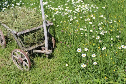 Heuen Bilder – Durchsuchen 225 Archivfotos, Vektorgrafiken und Videos ...