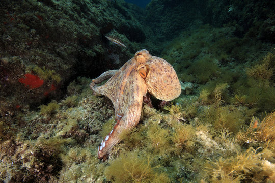 Cefalopode bilder – Bläddra bland 172 stockfoton, vektorer och videor ...