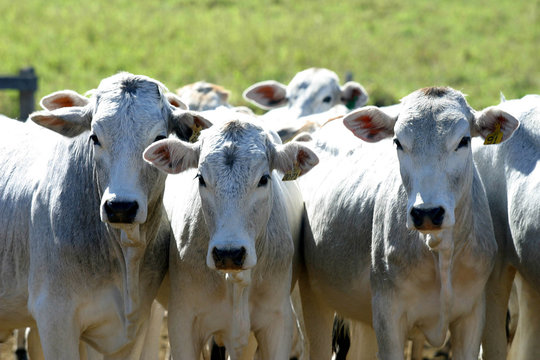 รูปภาพOx – เลือกดูภาพถ่ายสต็อก เวกเตอร์ และวิดีโอ3,214,257 | Adobe Stock