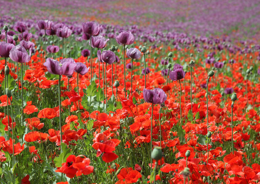 Mohnblumenwiese bilder – Bläddra bland 432 stockfoton, vektorer och ...