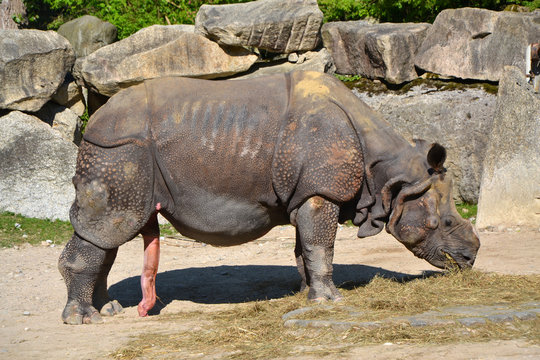 Snopp bilder – Bläddra bland 181,745 stockfoton, vektorer och videor ...