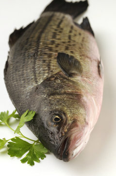 Cunner Images – Browse 52 Stock Photos, Vectors, and Video | Adobe Stock