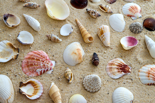 「Muschelarten」の画像 - 28 件の Stock 写真、ベクターおよびビデオ | Adobe Stock