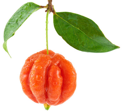 「Rousaille」の写真素材 | 13件の無料イラスト画像 | Adobe Stock