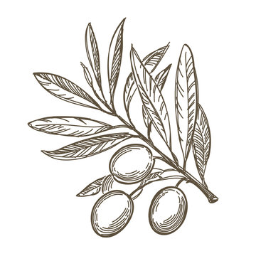 Greek Olive Tree Drawing
