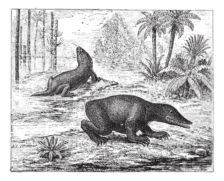 Labyrinthodontia Images – Browse 36 Stock Photos, Vectors, and Video ...