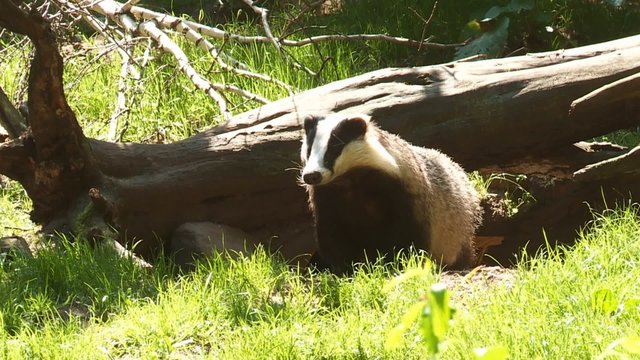 รูปภาพDachsbau – เลือกดูภาพถ่ายสต็อก เวกเตอร์ และวิดีโอ80 | Adobe Stock