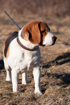 Bigl Images – Browse 119 Stock Photos, Vectors, and Video | Adobe Stock