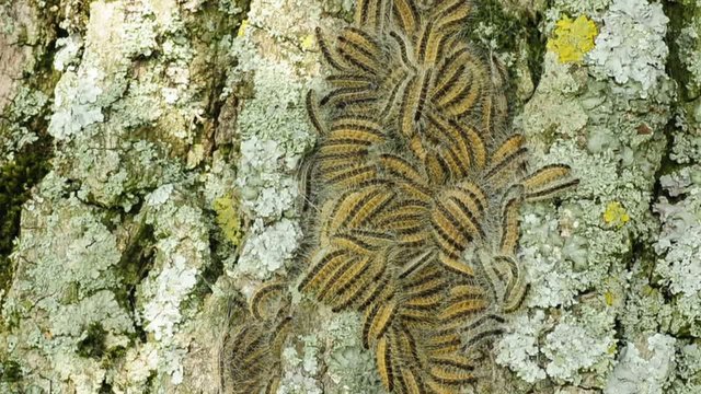 Eichenprozessionsspinner Images – Browse 382 Stock Photos, Vectors, and ...