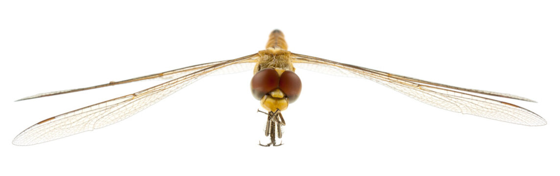 รูปภาพOdonate – เลือกดูภาพถ่ายสต็อก เวกเตอร์ และวิดีโอ47,478 | Adobe Stock