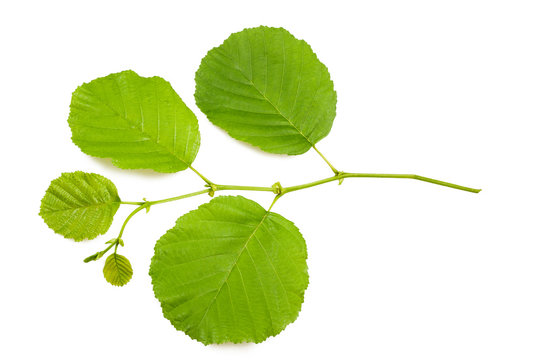"Hazel Leaves" Images – Browse 57 Stock Photos, Vectors, and Video ...
