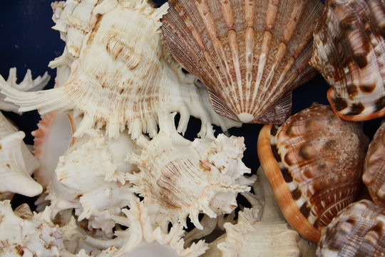 Imágenes de Muschelarten: descubre bancos de fotos, ilustraciones ...