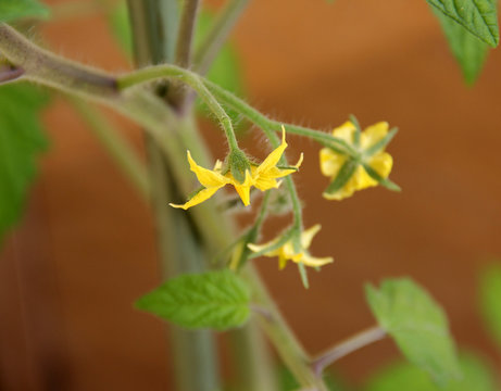 รูปภาพTomatenstaude – เลือกดูภาพถ่ายสต็อก เวกเตอร์ และวิดีโอ131 | Adobe ...