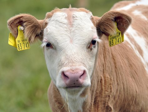 .Kalb 影像 – 瀏覽 15,920 個素材庫相片、向量圖和影片 | Adobe Stock