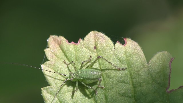 "Grillon Images – Browse 410 Stock Photos, Vectors, and Video | Adobe Stock