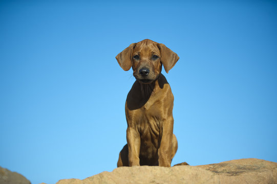 Rhodesian Images – Parcourir 14,046 le catalogue de photos, vecteurs et ...