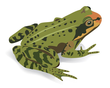 1,276 BEST Zaba IMAGES, STOCK PHOTOS & VECTORS | Adobe Stock