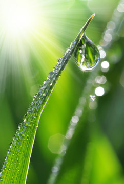 รูปภาพDew – เลือกดูภาพถ่ายสต็อก เวกเตอร์ และวิดีโอ719,028 | Adobe Stock