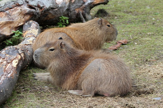 Imágenes de Baras: descubre bancos de fotos, ilustraciones, vectores y ...