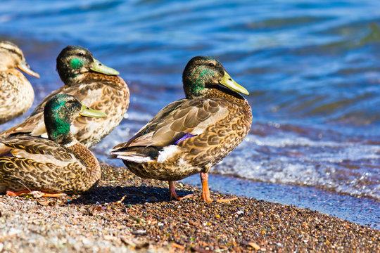 「Papera」の写真素材 | 1,566件の無料イラスト画像 | Adobe Stock