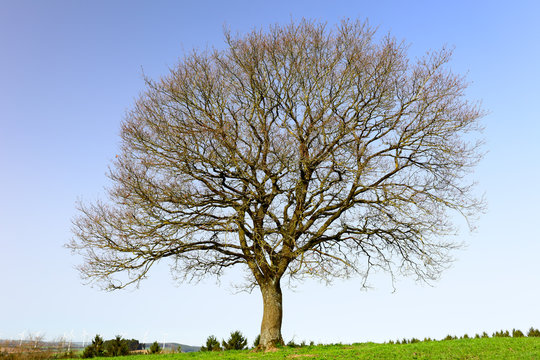 Teree Images – Browse 35 Stock Photos, Vectors, and Video | Adobe Stock