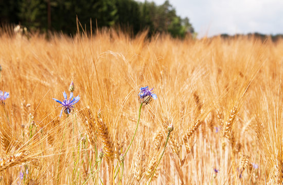 Gerstenfeld 이미지 – 찾아보기 3,754 스톡 사진, 벡터 및 비디오 | Adobe Stock
