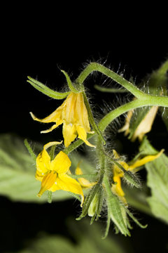 รูปภาพTomatenstaude – เลือกดูภาพถ่ายสต็อก เวกเตอร์ และวิดีโอ131 | Adobe ...