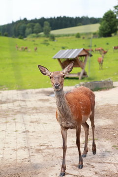 Rehauge bilder – Bläddra bland 30 stockfoton, vektorer och videor ...