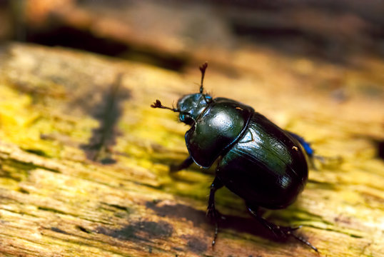 86 BEST Bousier IMAGES, STOCK PHOTOS & VECTORS | Adobe Stock