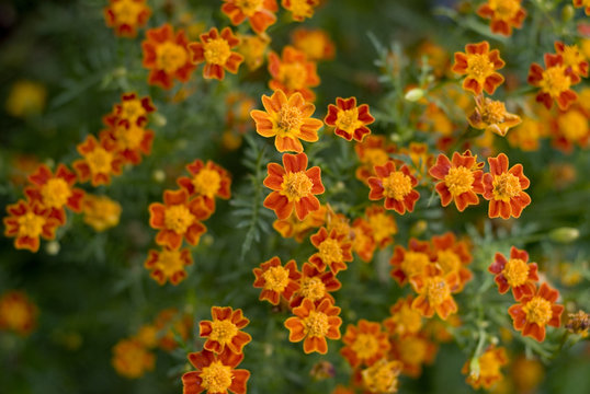 รูปภาพTagete – เลือกดูภาพถ่ายสต็อก เวกเตอร์ และวิดีโอ26,053 | Adobe Stock