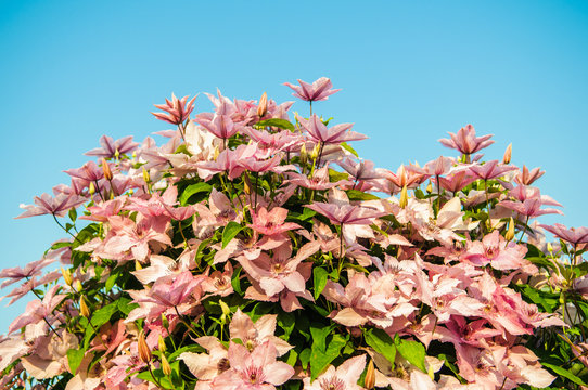 Klimatis Images – Browse 53 Stock Photos, Vectors, and Video | Adobe Stock