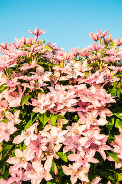 Klimatis Images – Browse 54 Stock Photos, Vectors, and Video | Adobe Stock