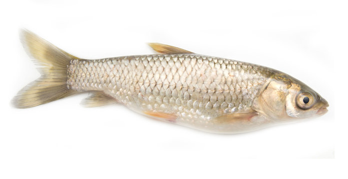 Baby Grass Carp