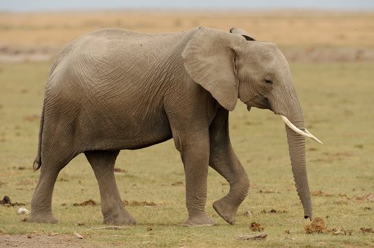 Pachiderma Images – Parcourir 820 le catalogue de photos, vecteurs et ...