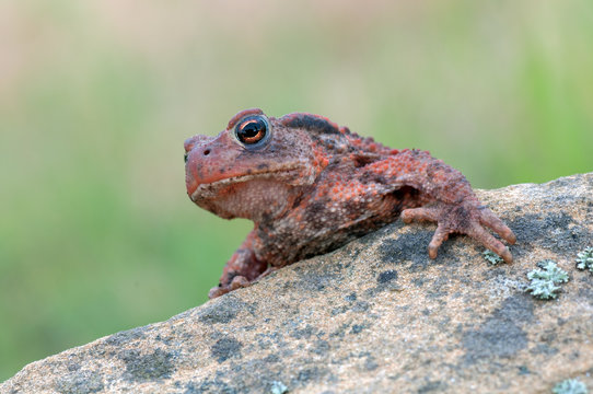 Hoptoad Bilder – Durchsuchen 561 Archivfotos, Vektorgrafiken und Videos ...