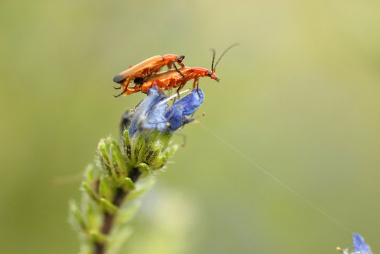 รูปภาพCopular – เลือกดูภาพถ่ายสต็อก เวกเตอร์ และวิดีโอ83 | Adobe Stock