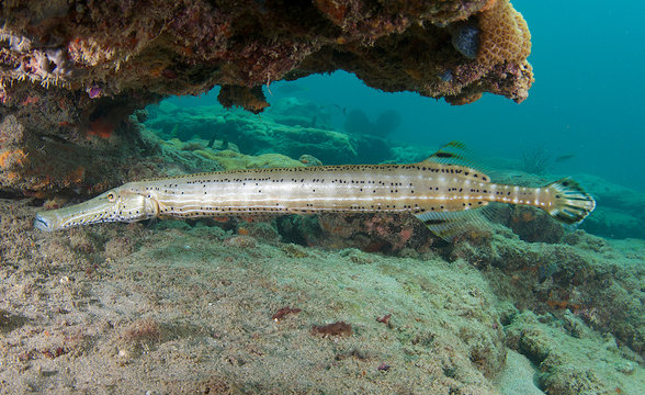 Baby Trumpet Fish